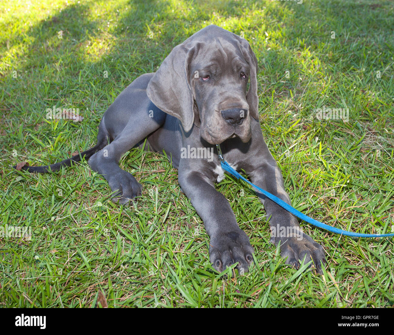 Gray Great Dane puppy laying on the grass that looks sad Stock Photo ...