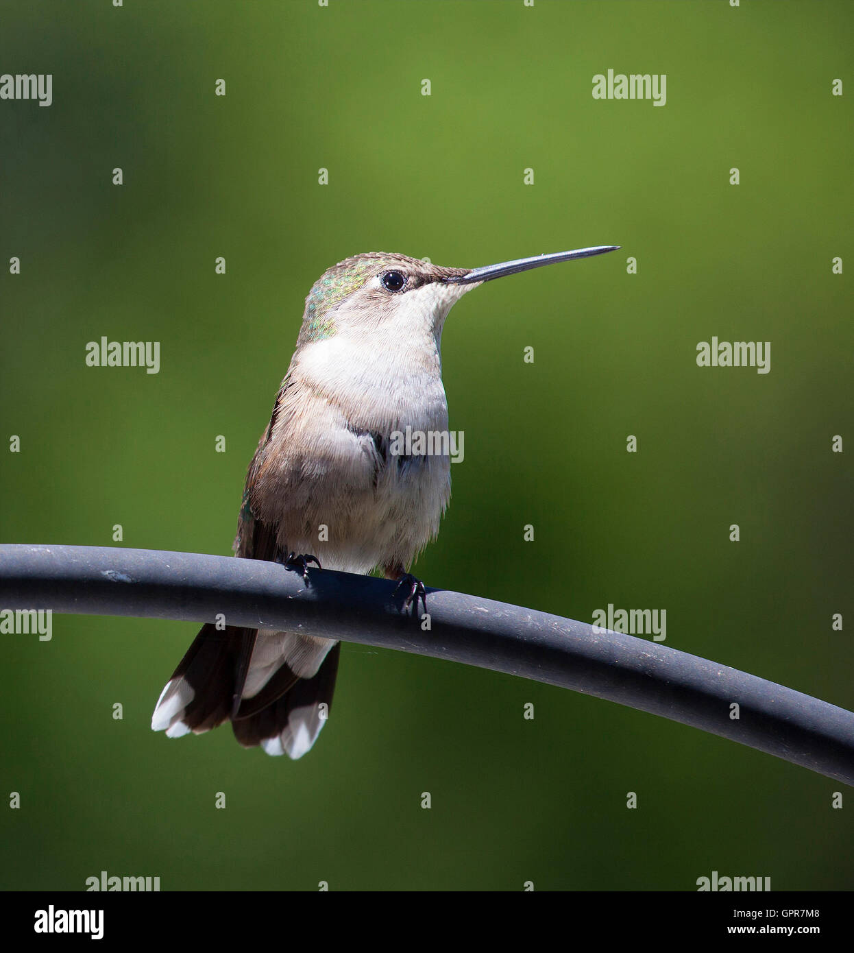 Hummingbird looking at something while sitting on a metal object Stock ...
