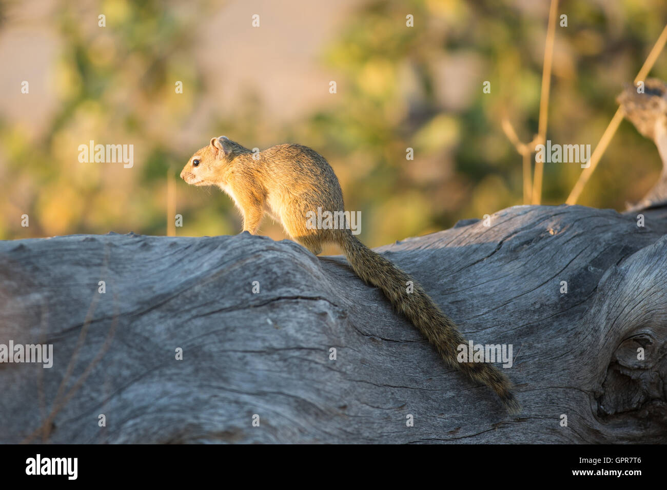 Side view of a Smith's Bush Squirrel (Paraxerus cepapi) on a log Stock ...