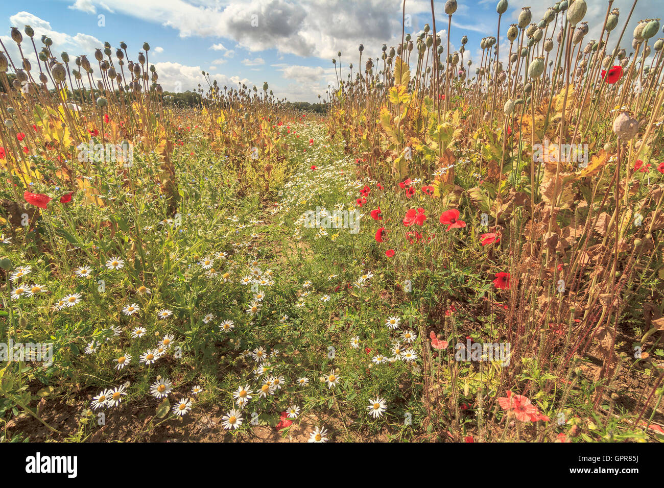 Opium harvest poppy hi-res stock photography and images - Alamy