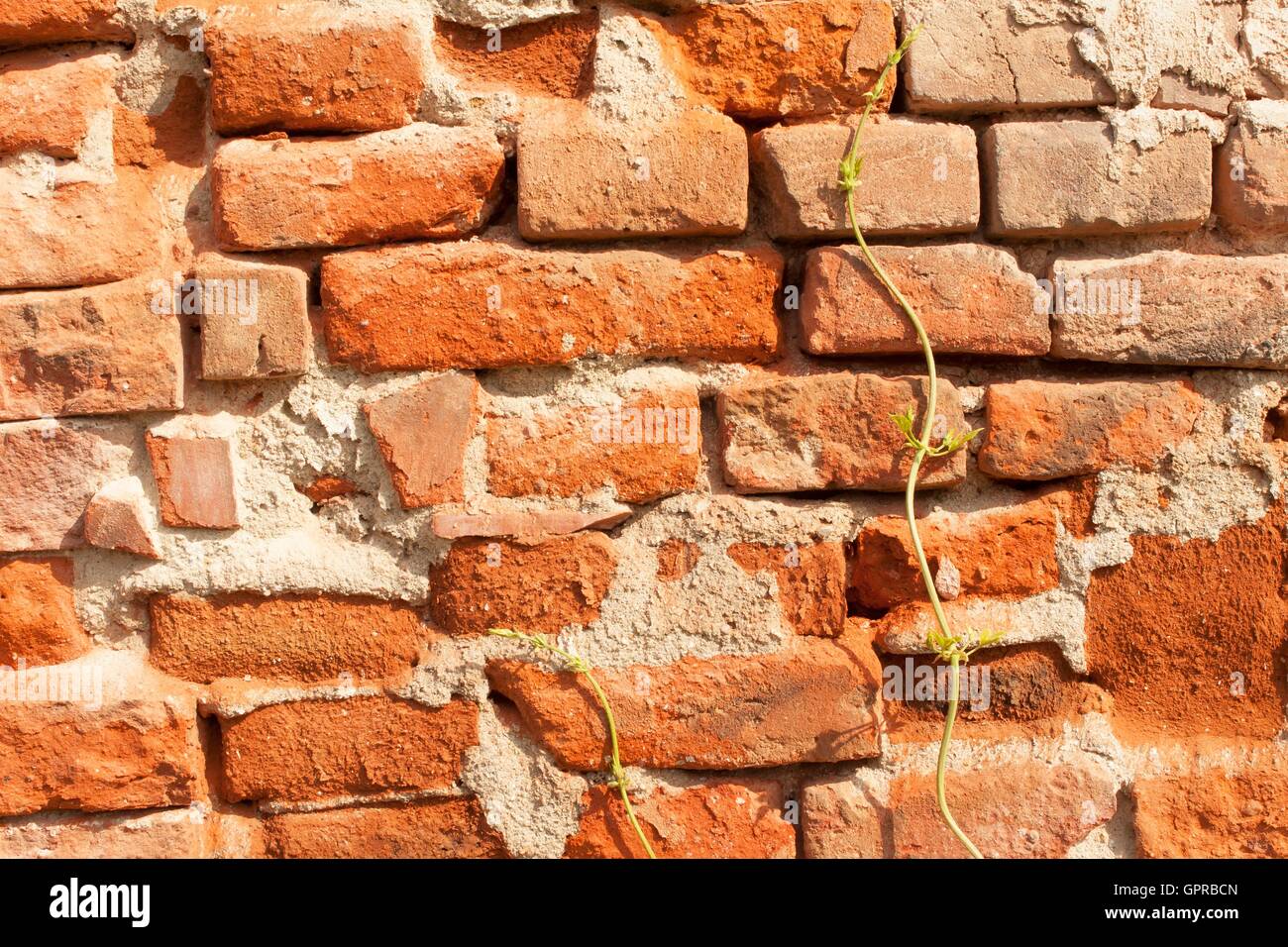 The old crumbling brick wall. Bricks and stones in the old wall. The ...