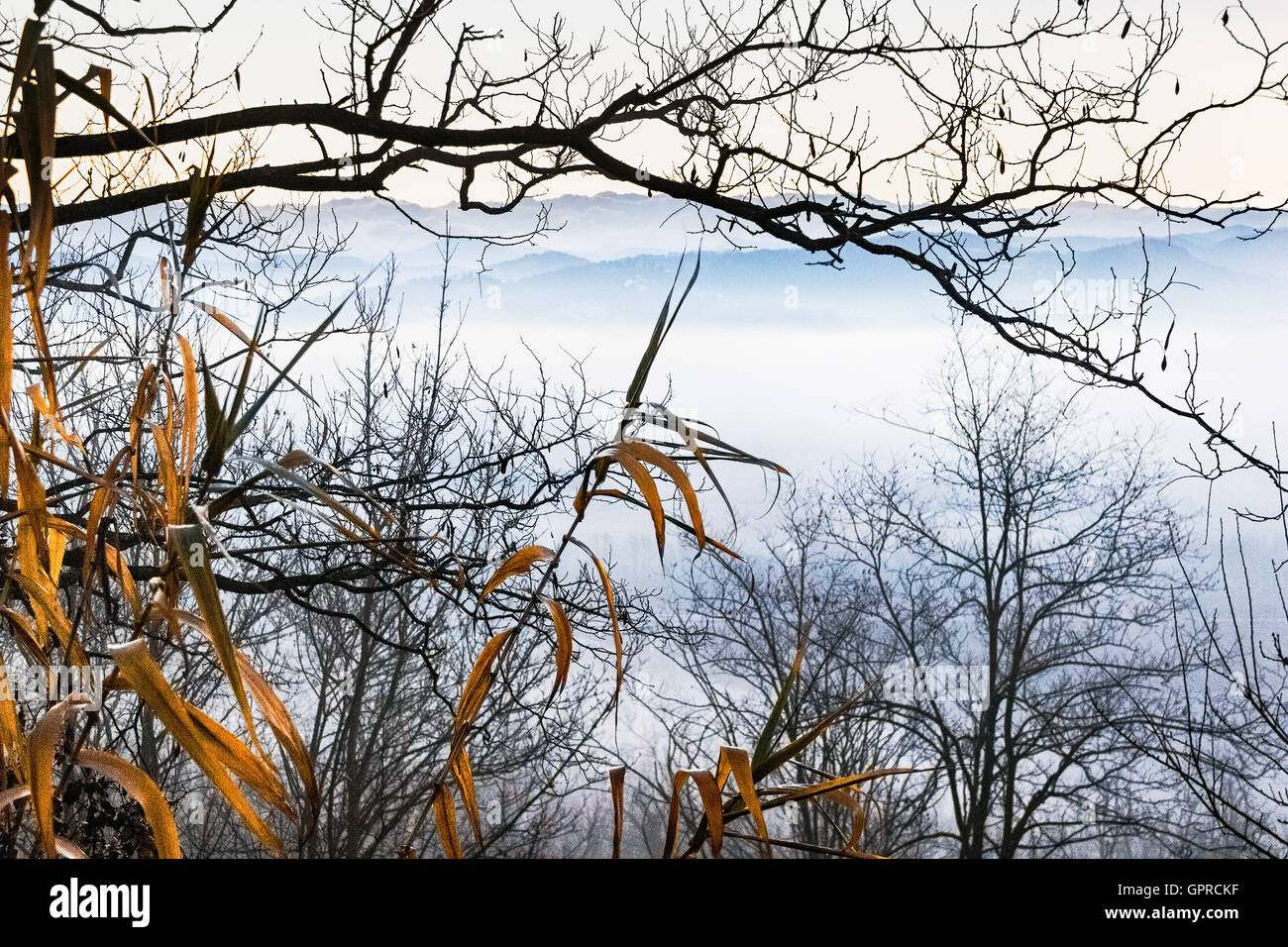 Limbs color hi-res stock photography and images - Alamy