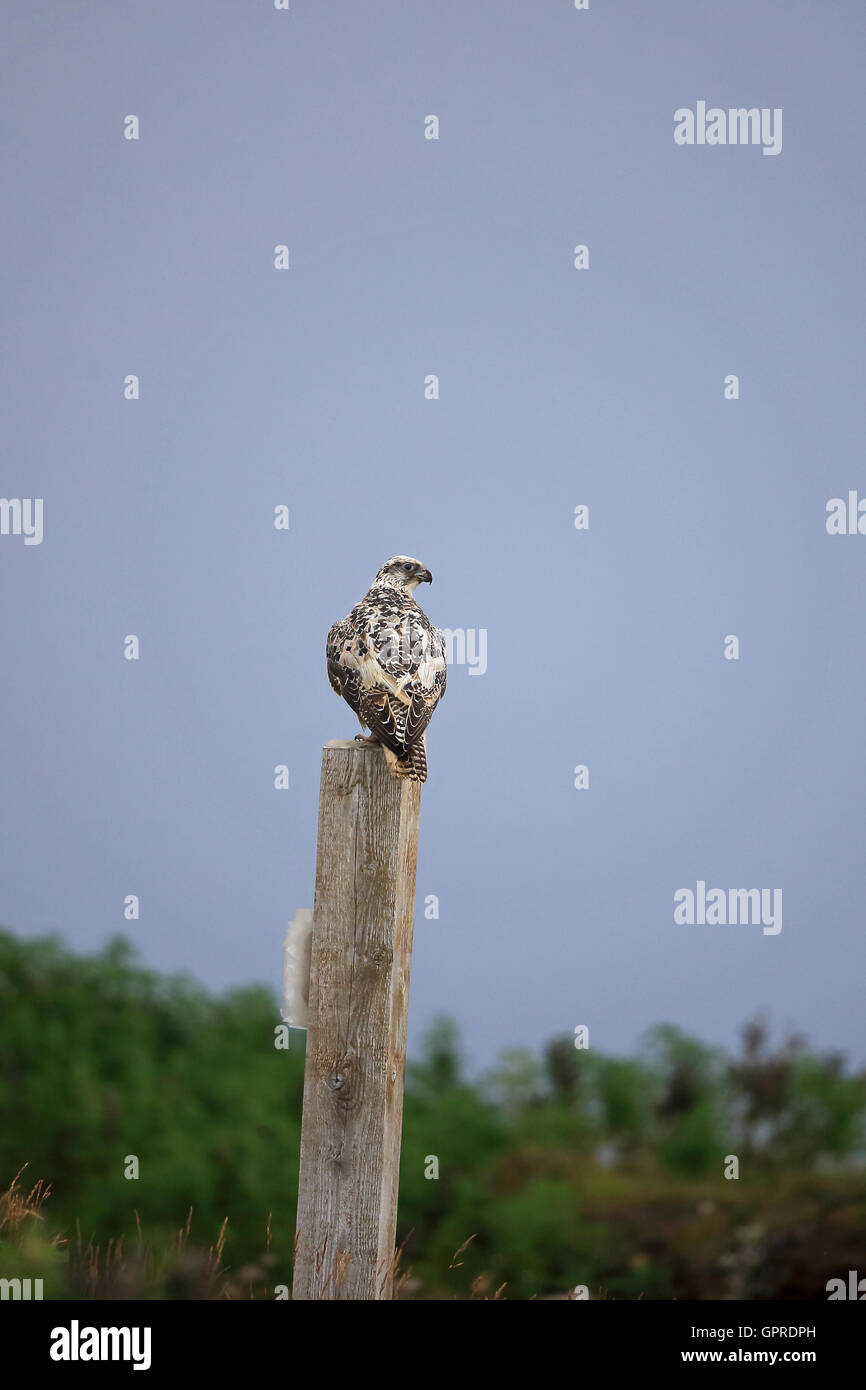 Iceland falcon hi-res stock photography and images - Alamy