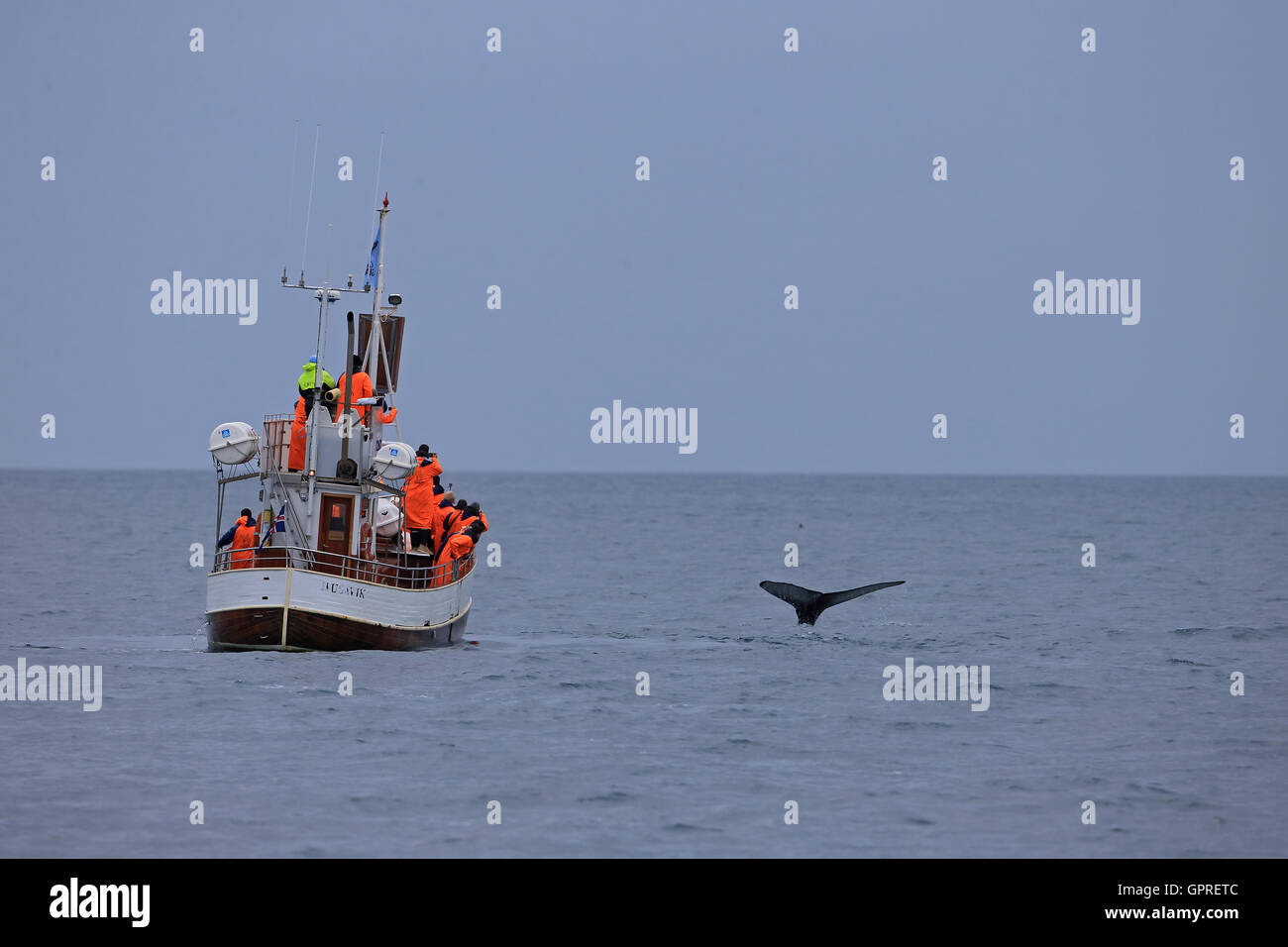 Humpback whale tail birds hi-res stock photography and images - Alamy