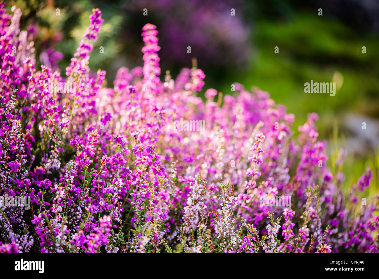 Heathers autumn forest hi-res stock photography and images - Alamy