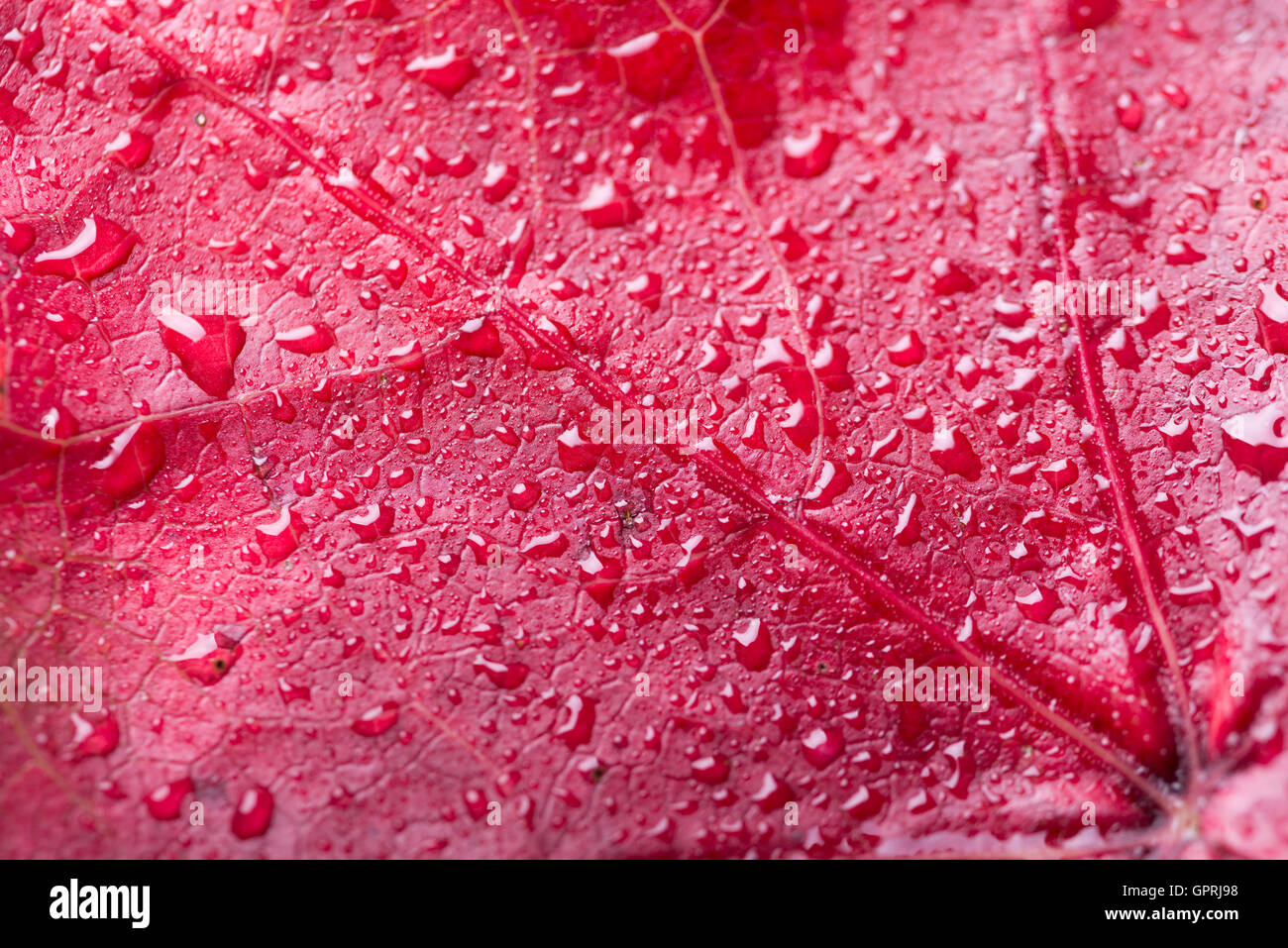 Vein leaf hi-res stock photography and images - Alamy