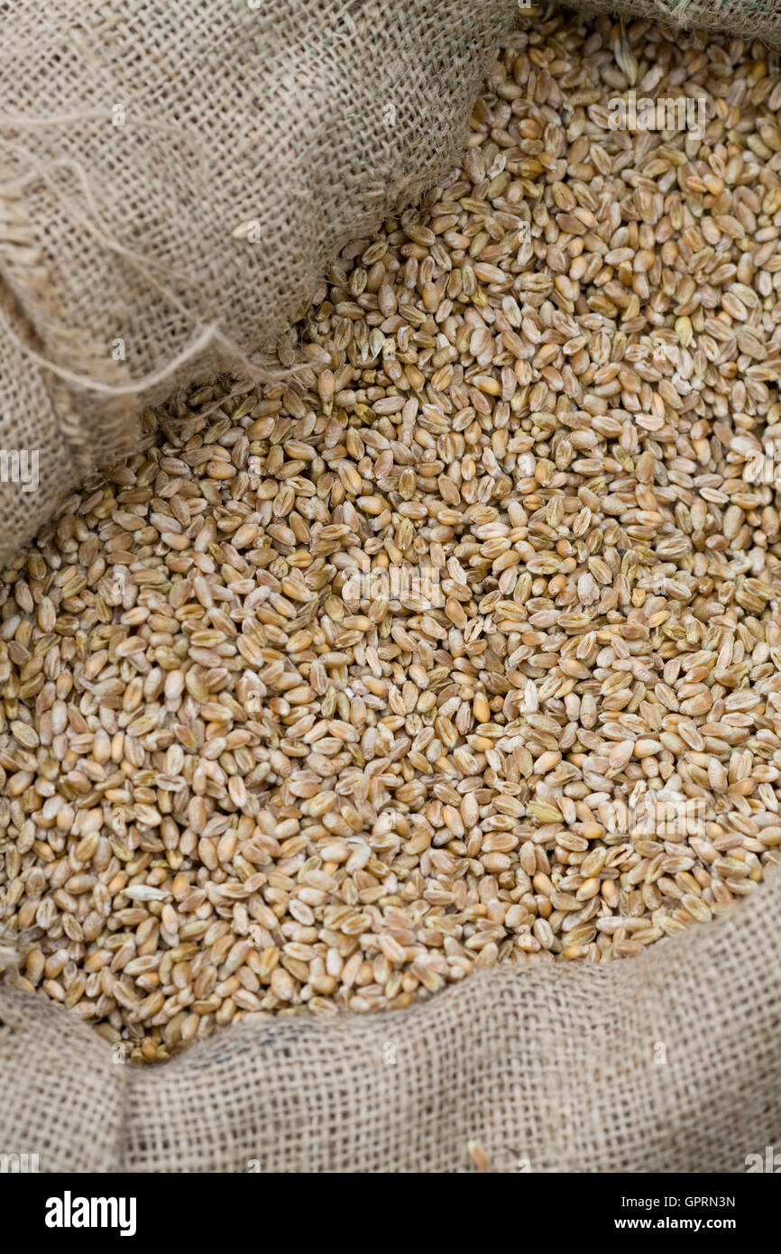 Hessian sack full of wheat grains Stock Photo - Alamy