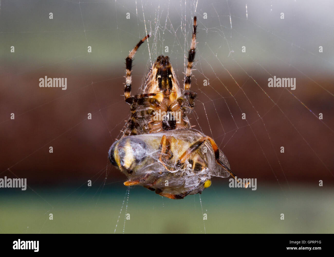 Fly eating spider hi-res stock photography and images - Alamy
