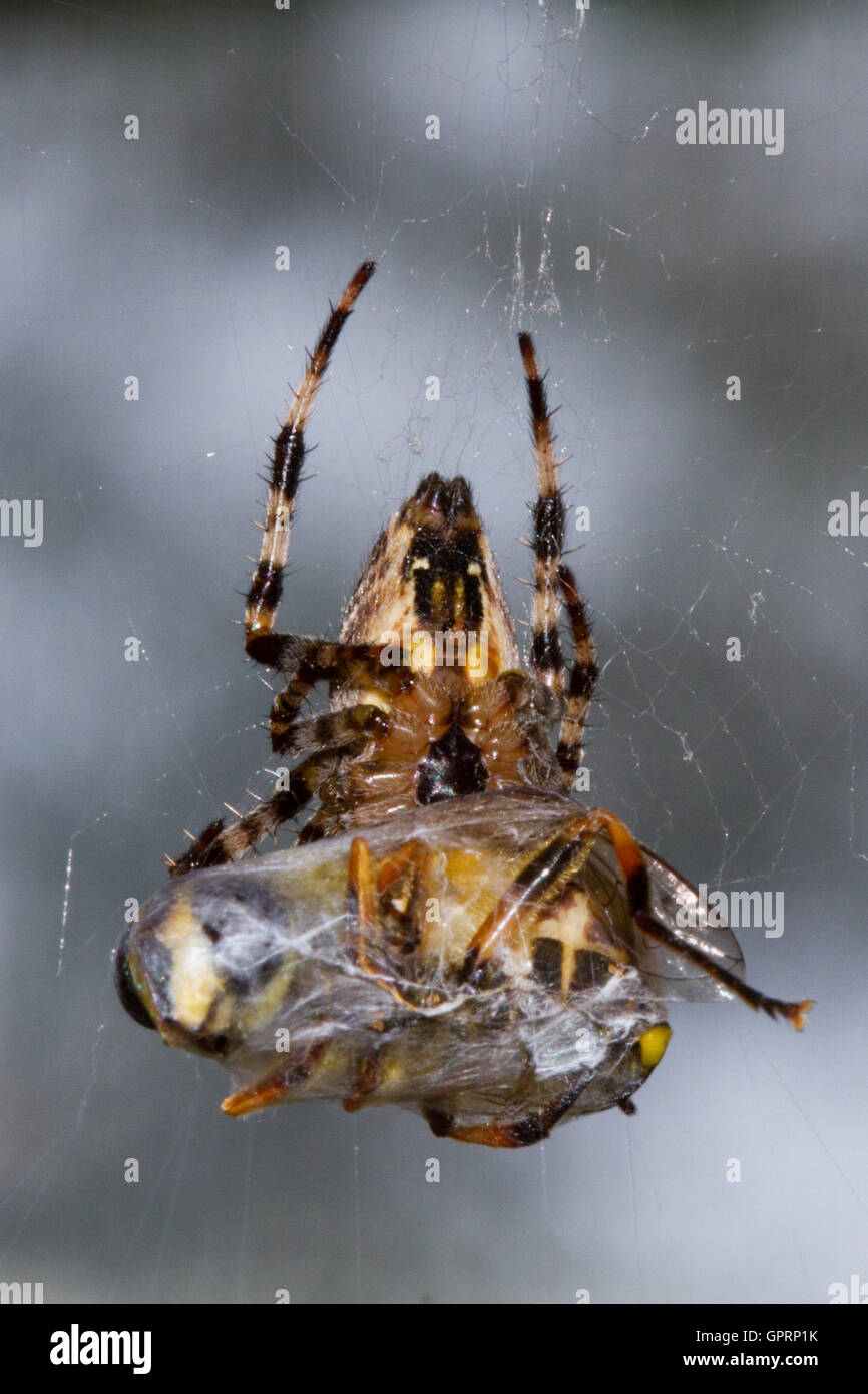 Fly eating spider hi-res stock photography and images - Alamy