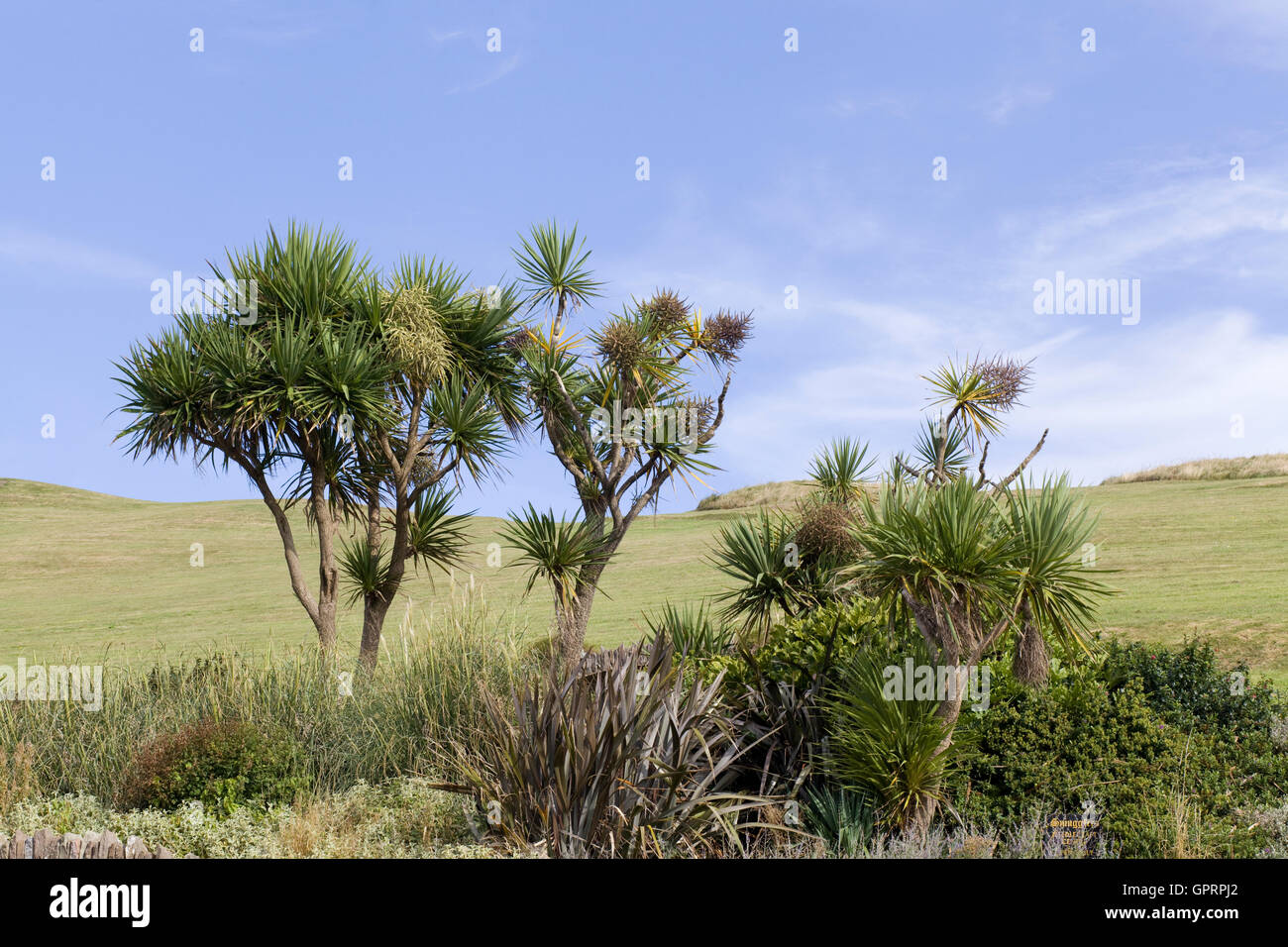 Palm trees growing on the sea front Devon Stock Photo - Alamy