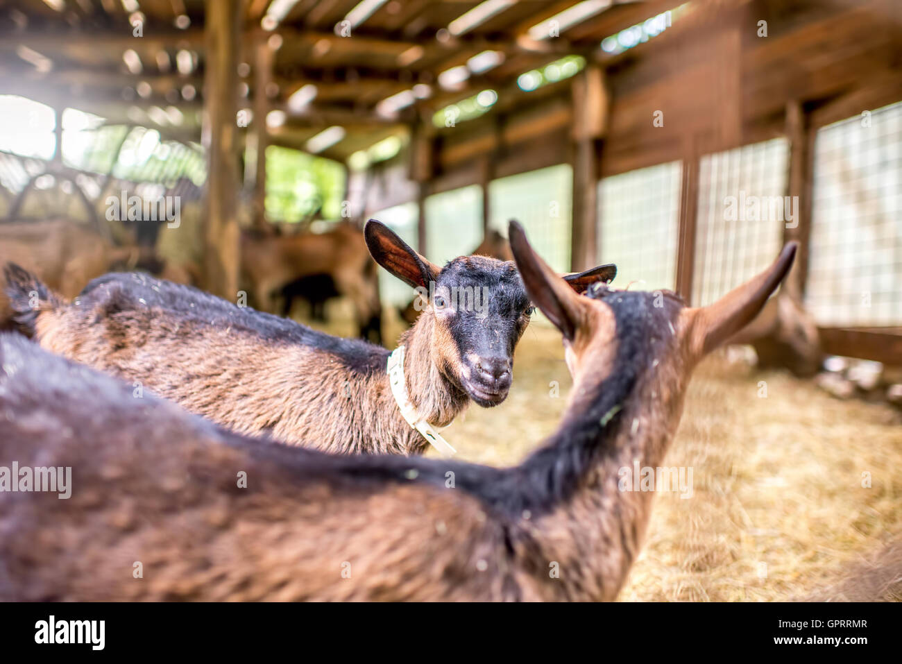 Goat at the farm Stock Photo - Alamy