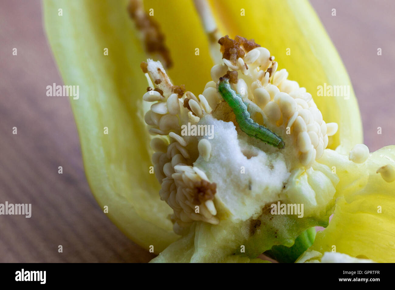 Grub worm hi-res stock photography and images - Alamy
