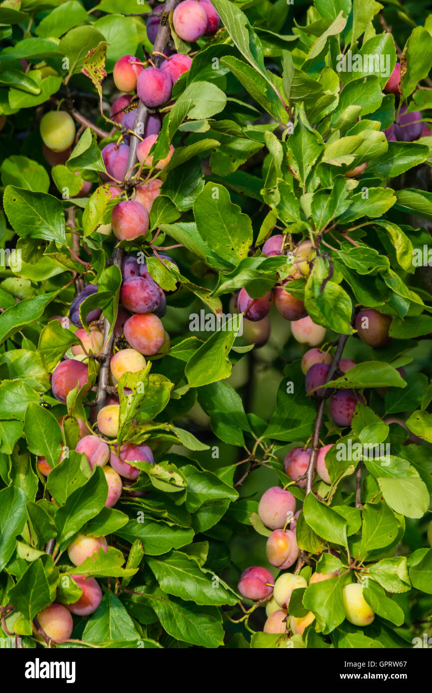 A tree full of colorful ripe plums Stock Photo - Alamy