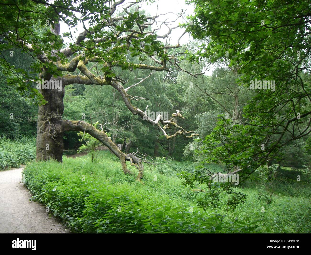 Path in Hampstead Heath through forest Stock Photo - Alamy