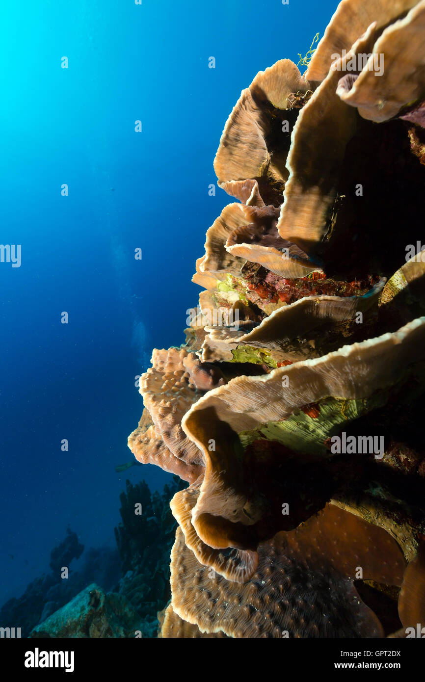 Elephant ear coral (mycedium elephantotus) in the Red Sea Stock Photo ...