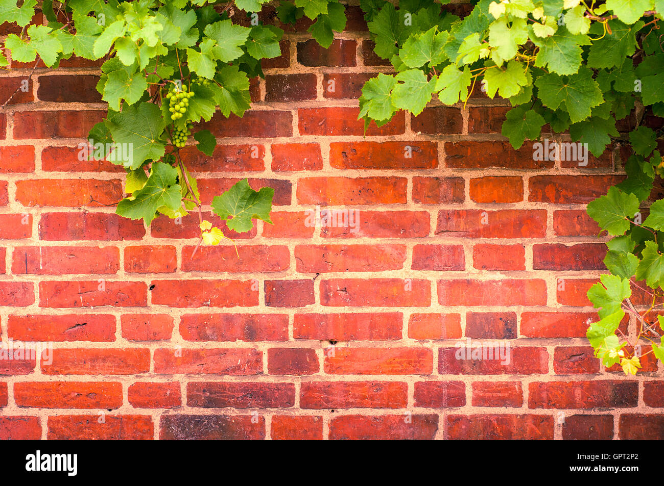 Grapevine leaf detail hi-res stock photography and images - Alamy