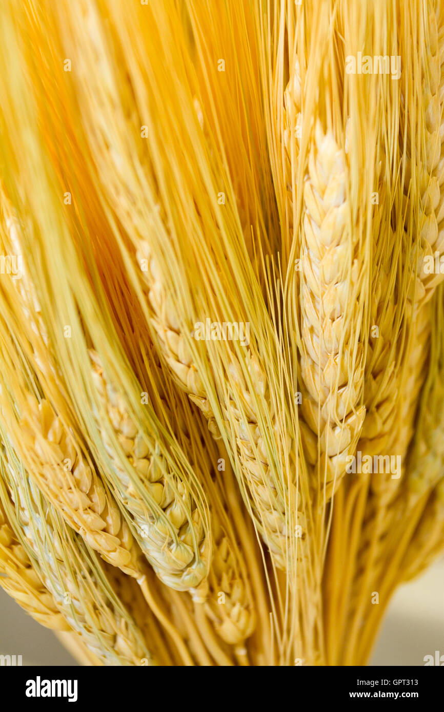 Wheat Harvest Bundle Stock Photo - Alamy