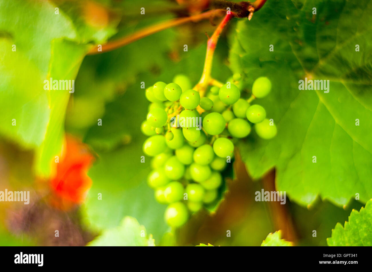 Grapevine border hi-res stock photography and images - Alamy
