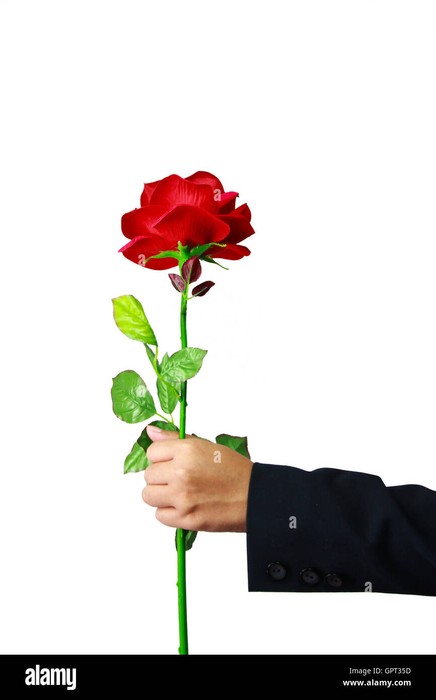Red rose in hand isolated on white background Stock Photo - Alamy