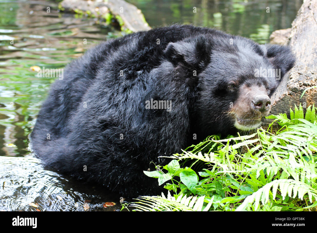Buffalo bear hi-res stock photography and images - Alamy