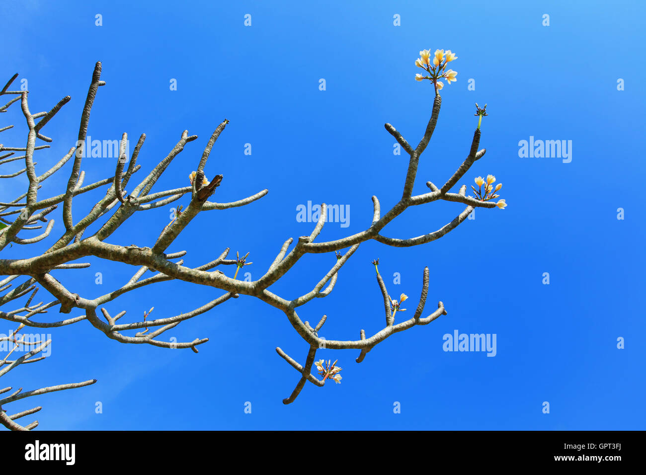 Branch of frangipani tree hi-res stock photography and images - Alamy