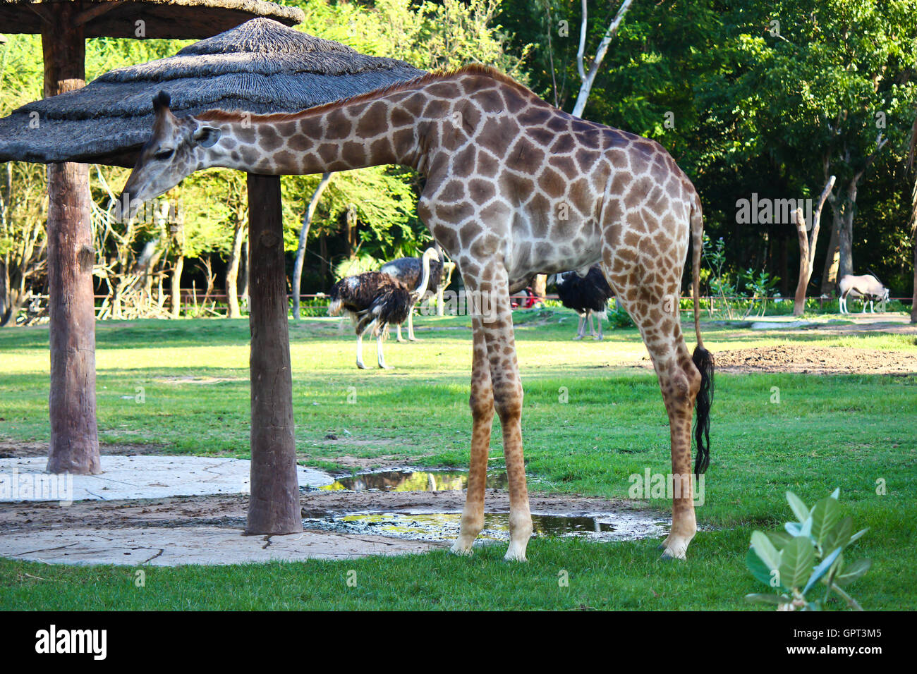 Hug giraffe hi-res stock photography and images - Alamy