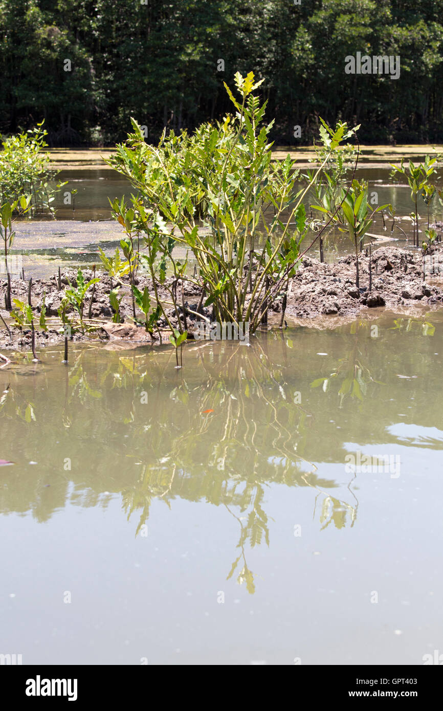 mangrove tree small in vietnam Stock Photo - Alamy