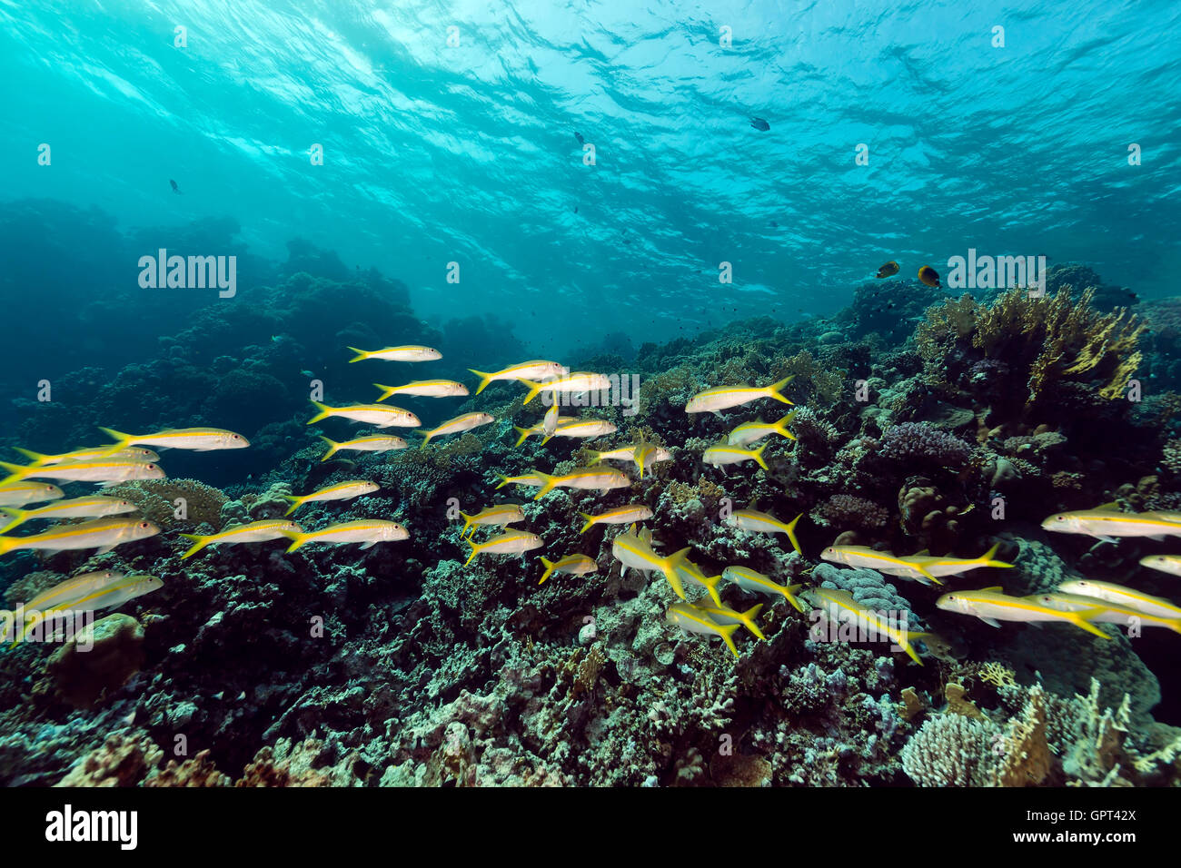 Tropical reef and fish in the Red Sea Stock Photo - Alamy