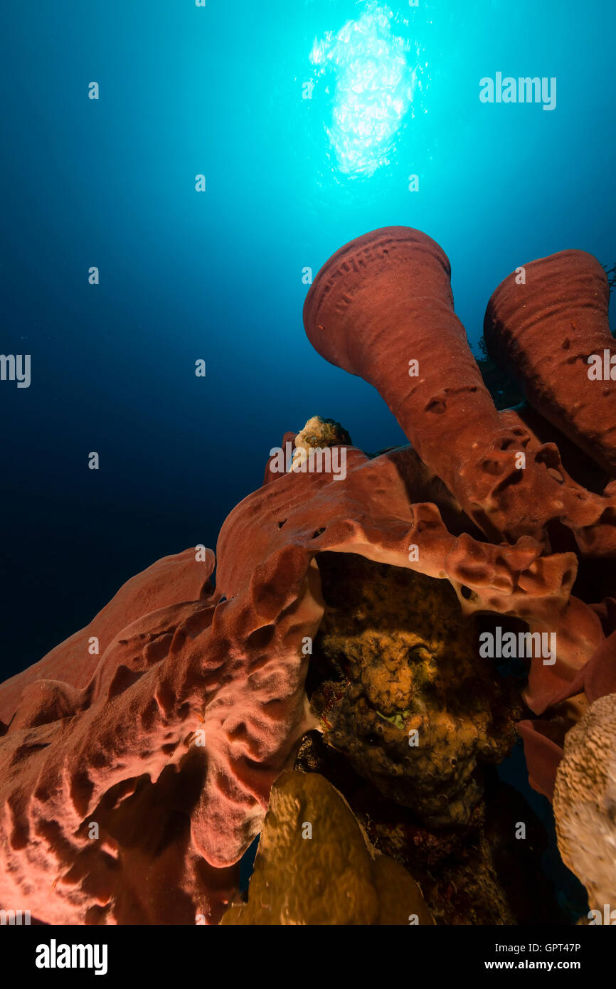 Blue tube sponge hi-res stock photography and images - Alamy