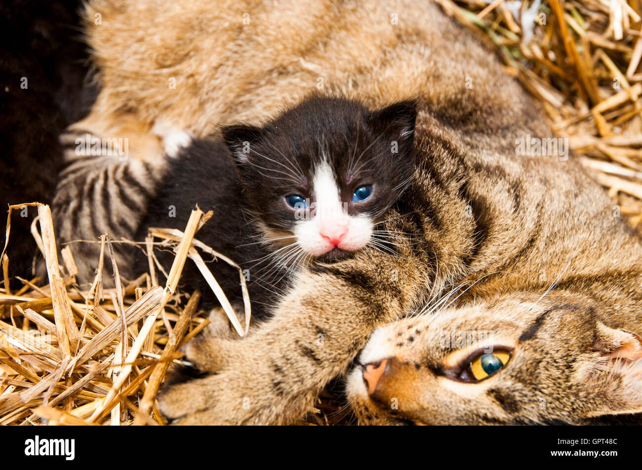 Boy with barn cats hi-res stock photography and images - Alamy