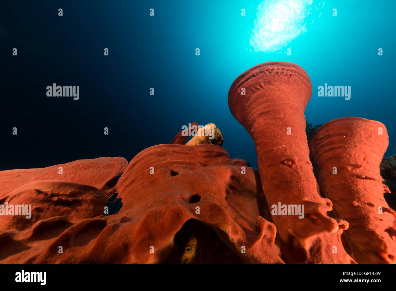 Blue Tube Sponge High Resolution Stock Photography and Images - Alamy
