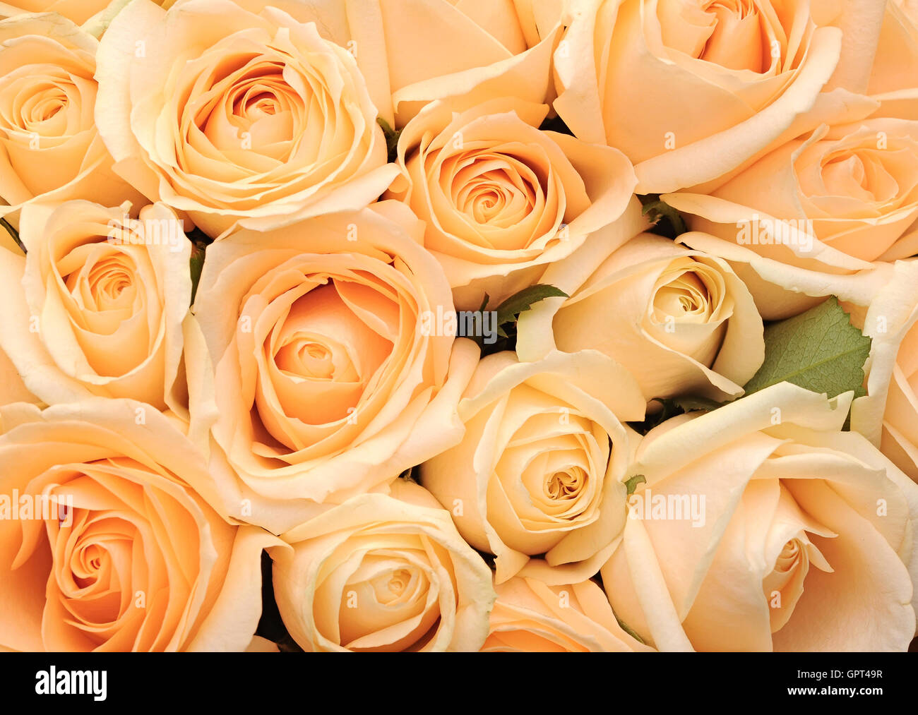 Cream roses background Stock Photo - Alamy