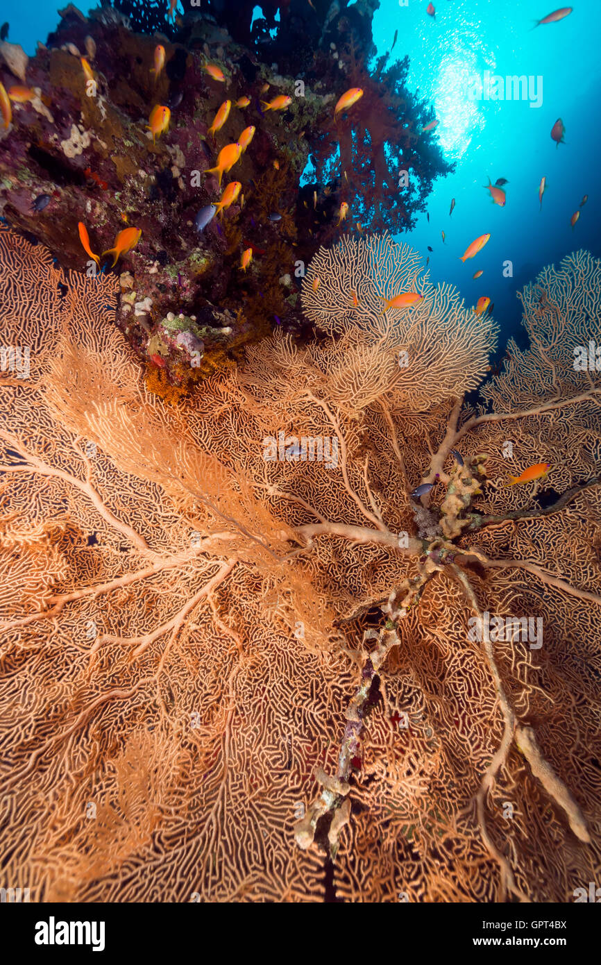 Sea fan and tropical reef in the Red Sea Stock Photo - Alamy