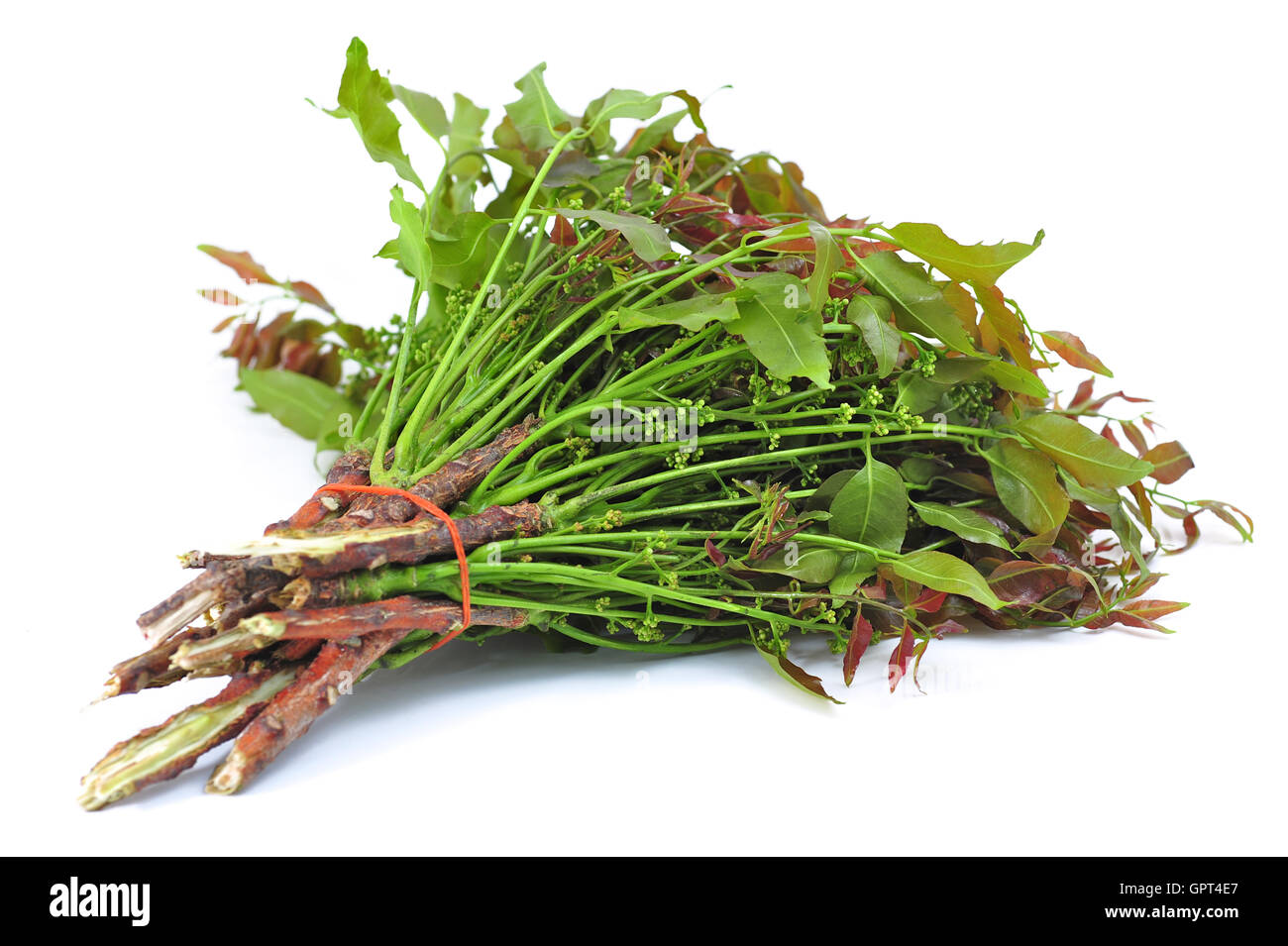 Neem leaf hi-res stock photography and images - Alamy