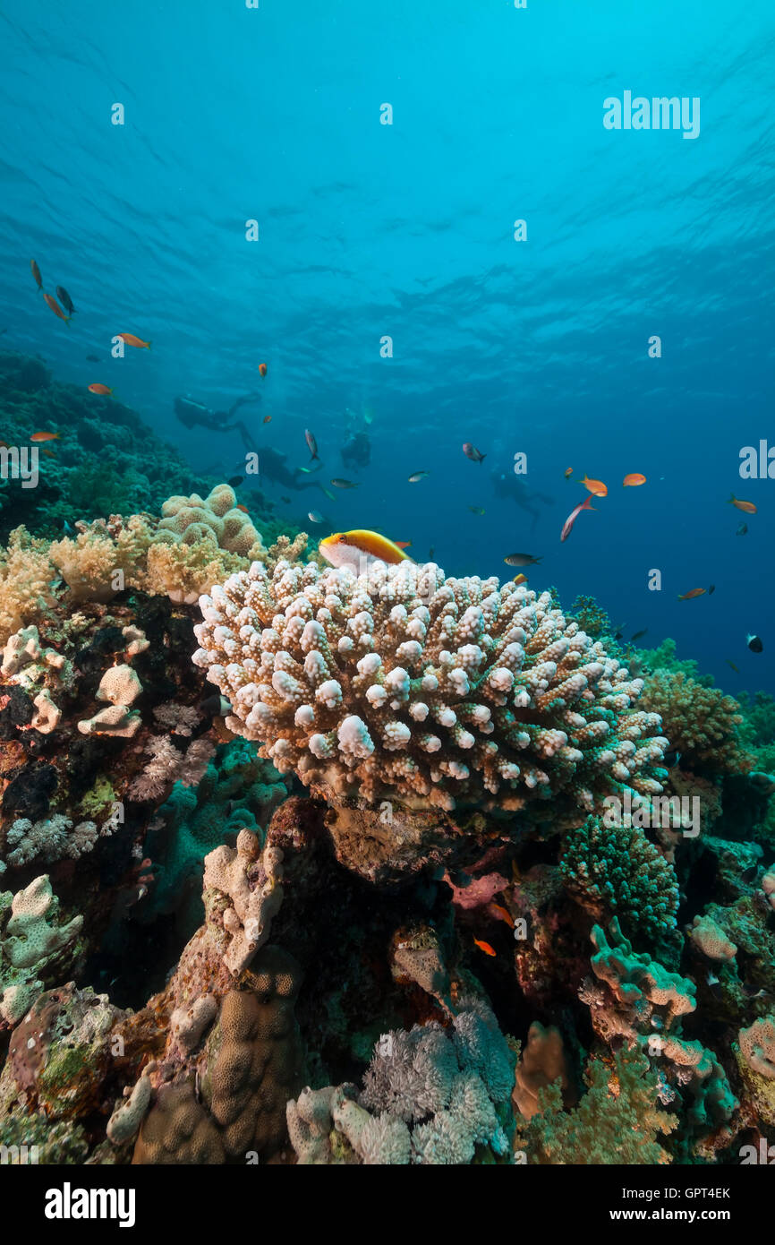 Fish and tropical reef in the Red Sea Stock Photo - Alamy