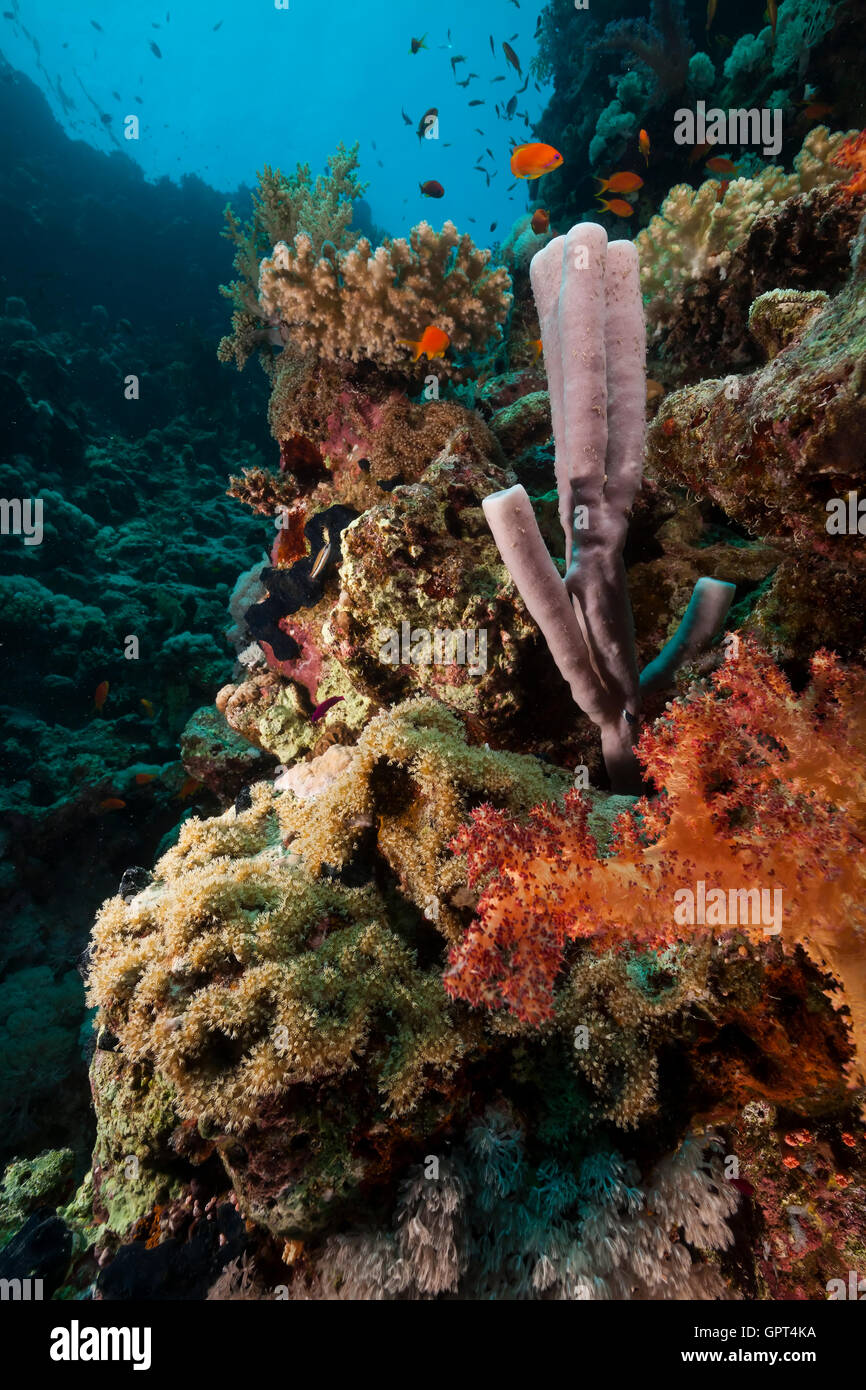 Blue tube sponge hi-res stock photography and images - Alamy