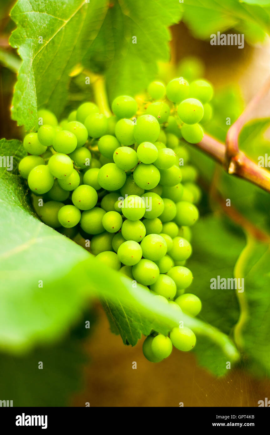 Grapevine border hi-res stock photography and images - Alamy