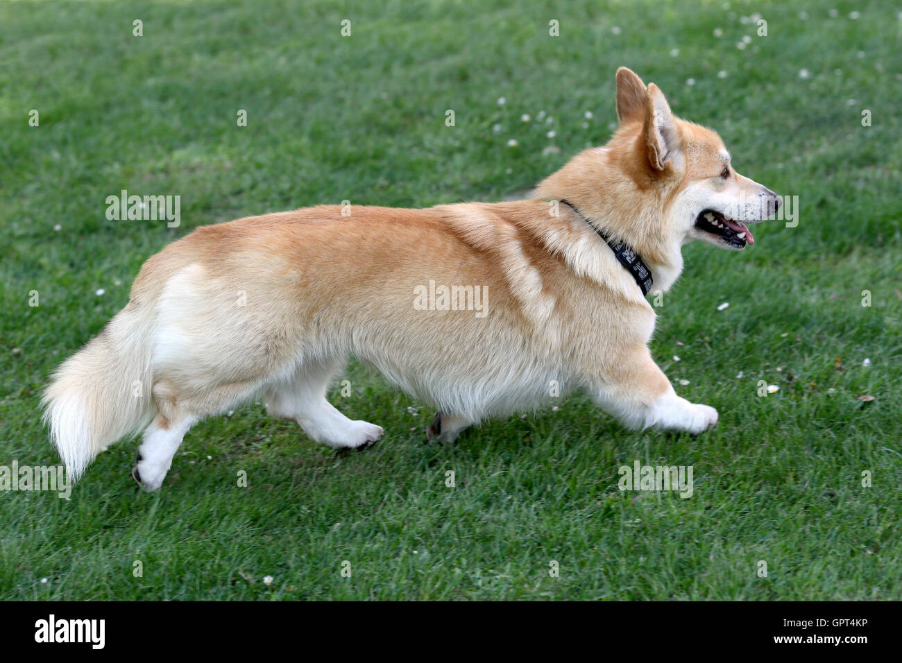 Typical Welsh Corgi Pembroke in the spring garden Stock Photo - Alamy