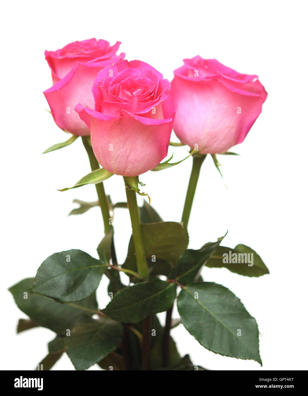 Bunch of pink roses isolated on white Stock Photo - Alamy