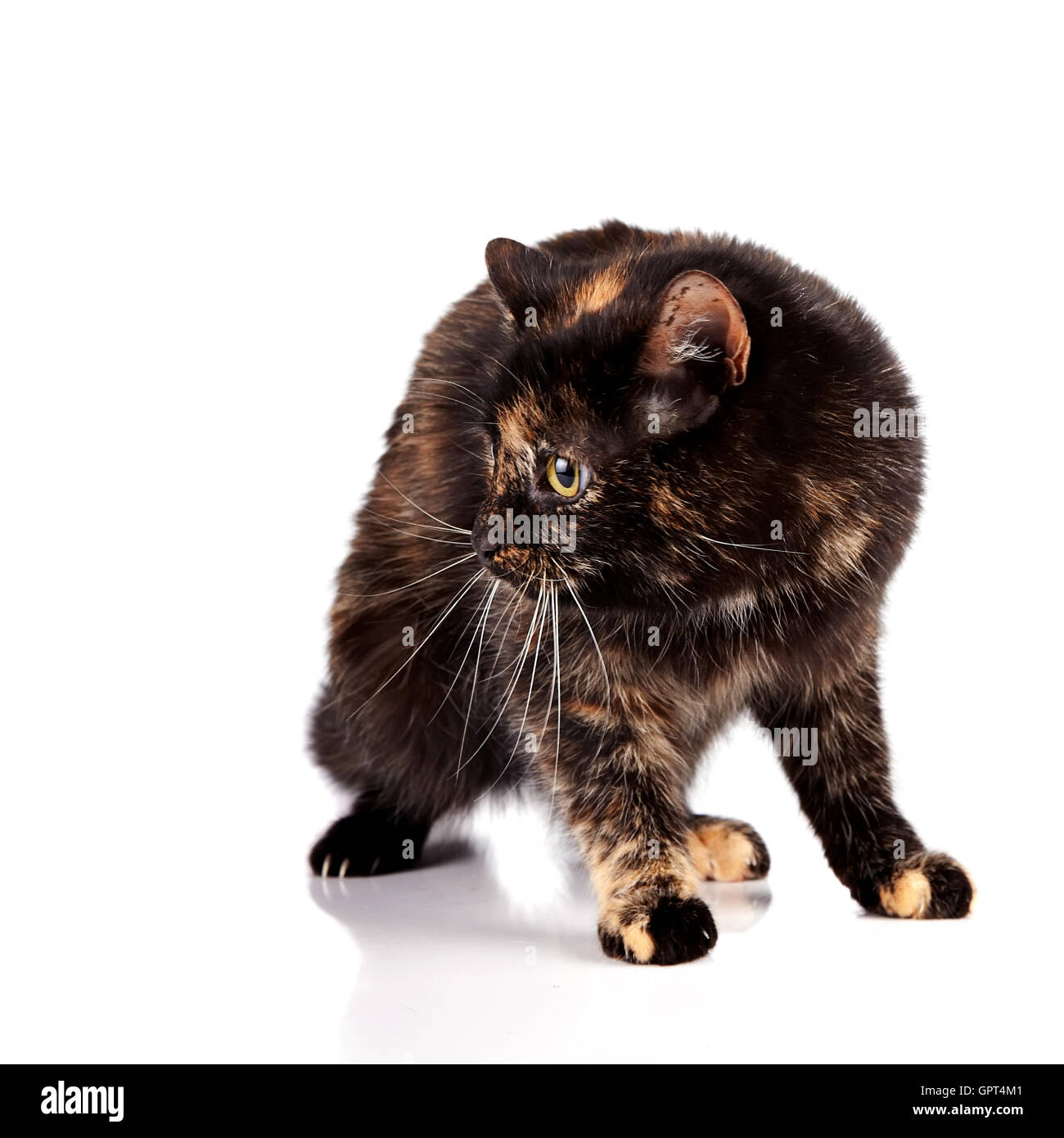 Beautiful scared tabby cat Cut Out Stock Images & Pictures - Alamy