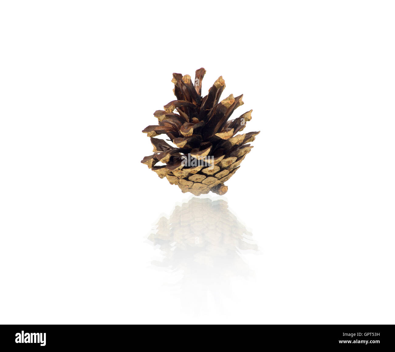 Pine cone isolated on white, clipping path included Stock Photo - Alamy