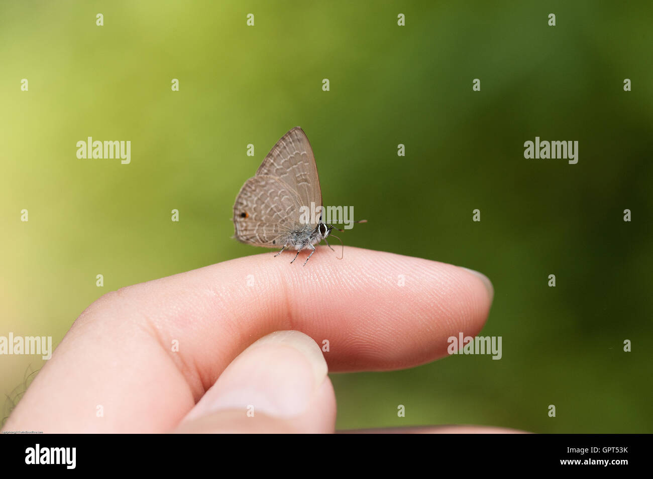 touch the nature Stock Photo - Alamy