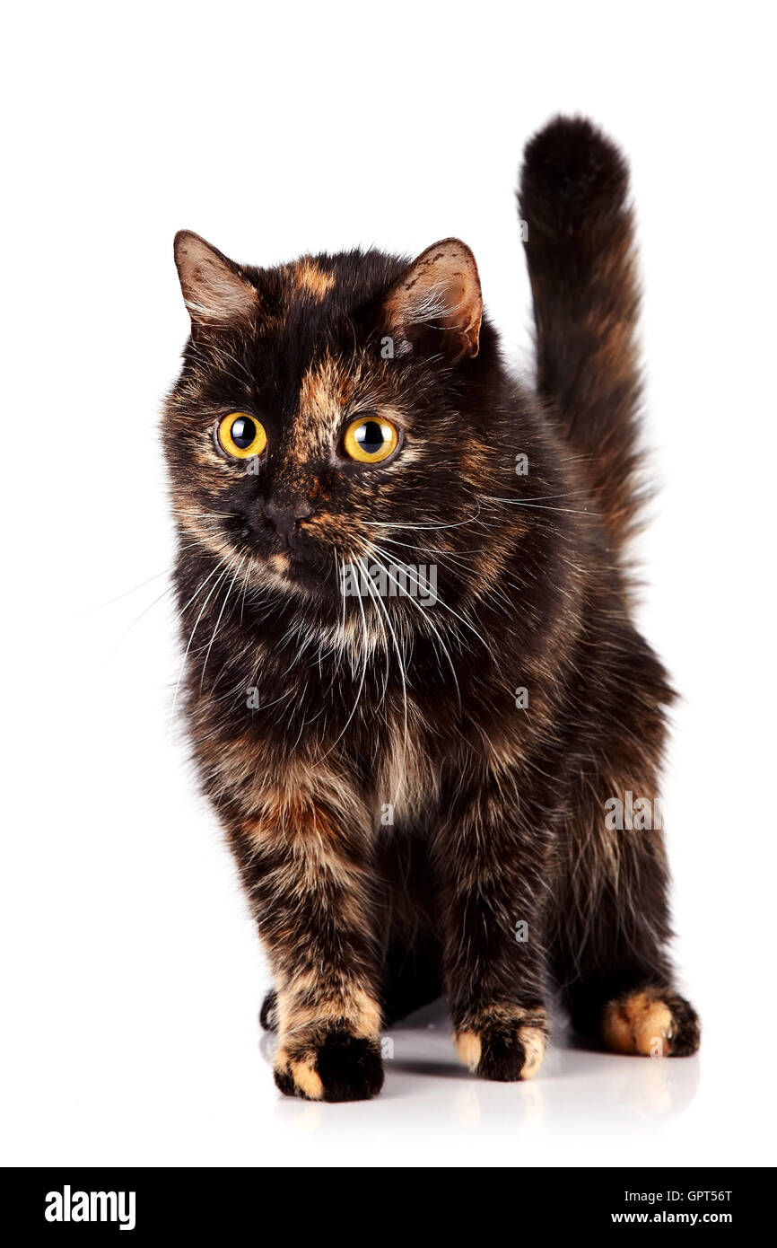 Multi color cat hi-res stock photography and images - Alamy