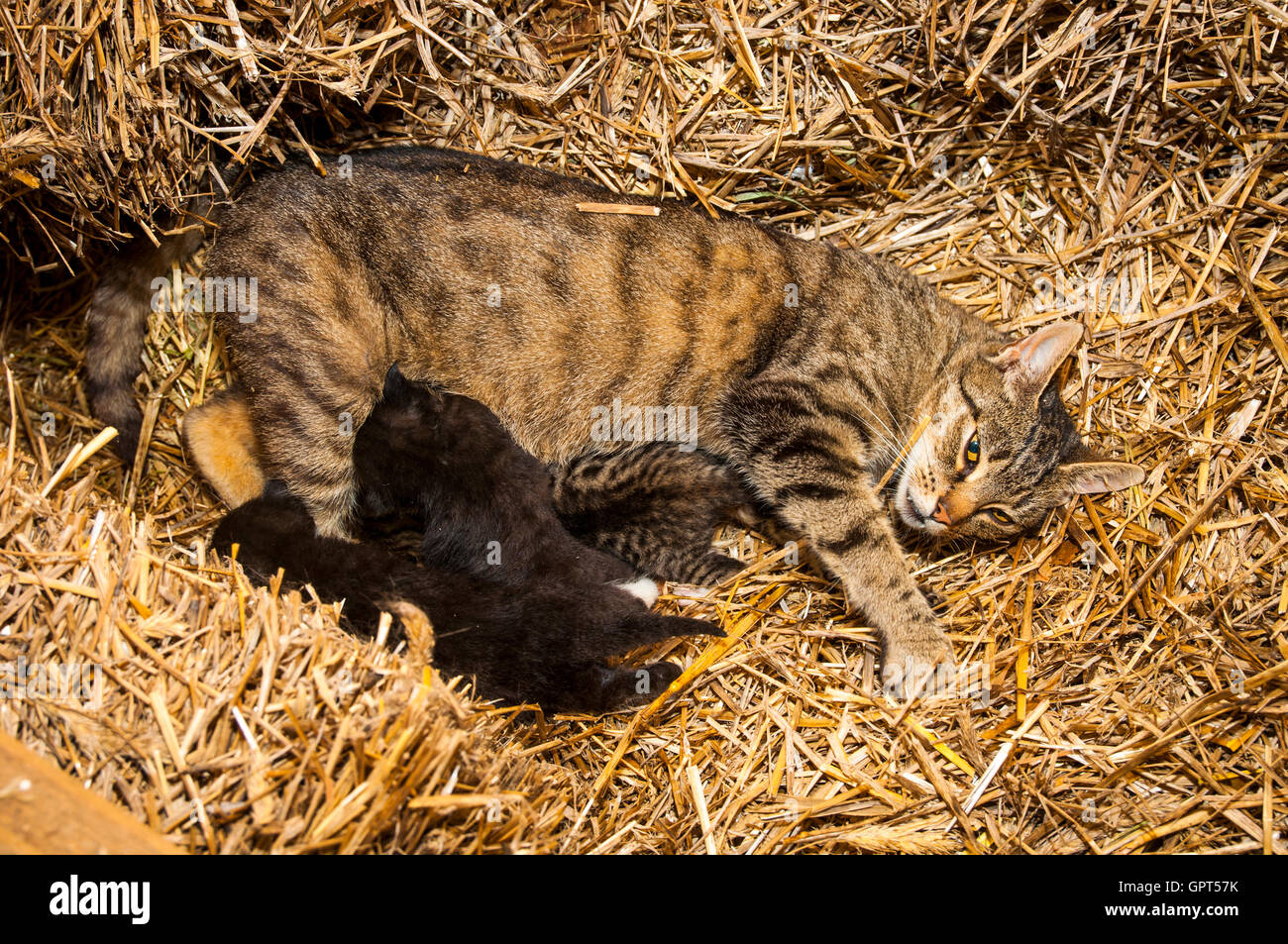 Boy with barn cats hi-res stock photography and images - Alamy