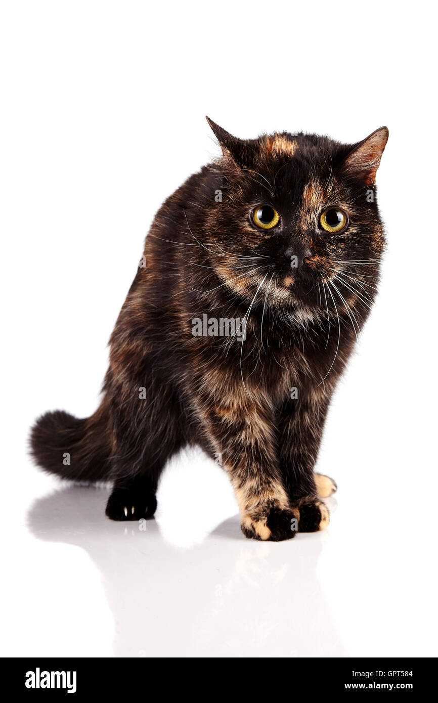 Tail vertebrate angry kitten hi-res stock photography and images - Alamy