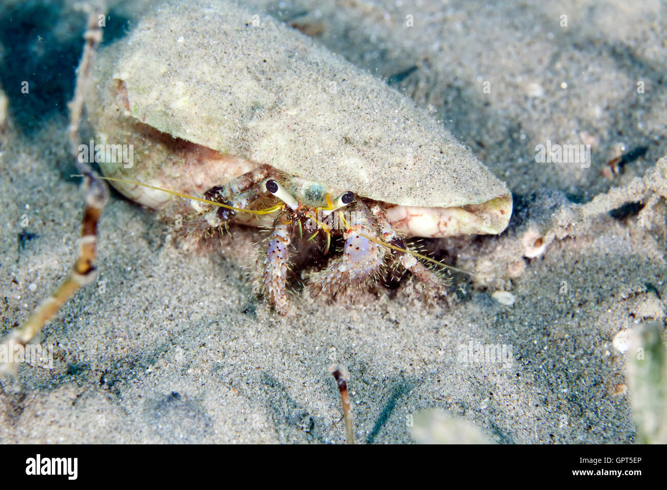 Reef hermit crab (dardanus lagopodes) in the Red sea Stock Photo - Alamy