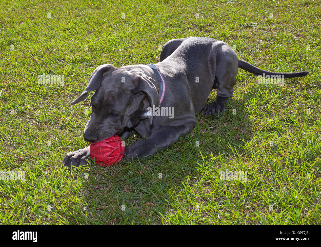 Red dane hi-res stock photography and images - Alamy