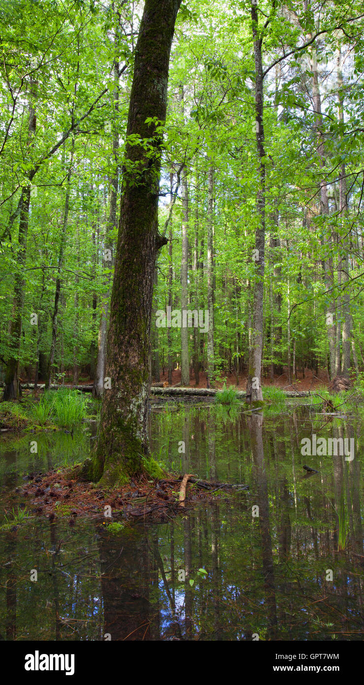 Wet tree bark covered hi-res stock photography and images - Alamy