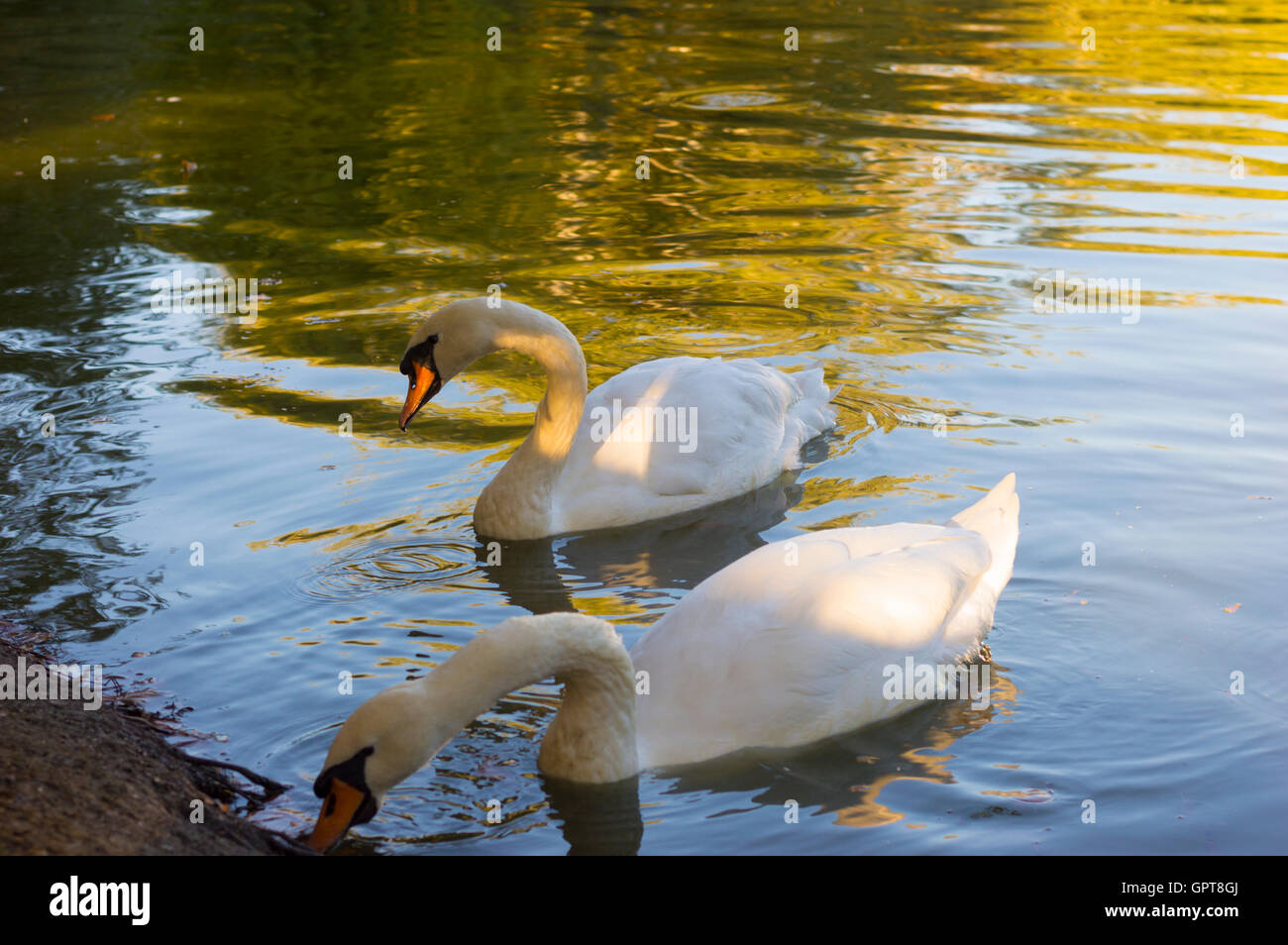 Swans on pond hi-res stock photography and images - Alamy