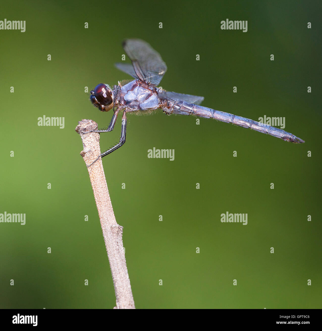 Light blue dragonfly on a stick with a green background Stock Photo - Alamy